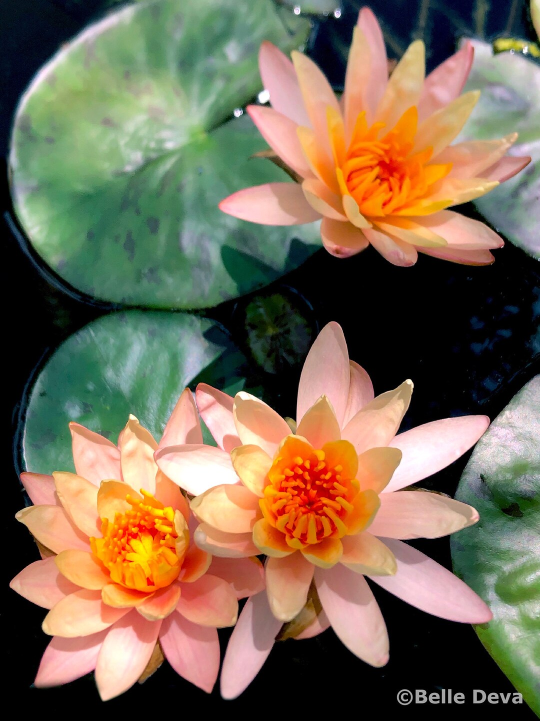 Peach & Pink, Nymphaea Sioux, Hardy Water Lily Tuber, Live Plant - Etsy