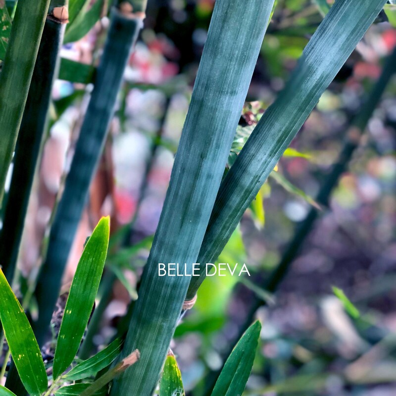 Blue Bamboo Plant - Etsy