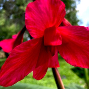 Rare Canna Lily Rhizome Bulb, Ehemanii, Live Plant - Etsy