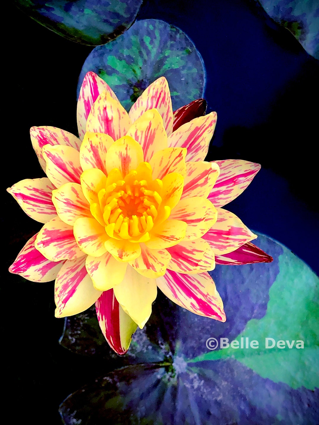 Special Wanvisa, Water Lily Tuber, Live Plant - Etsy