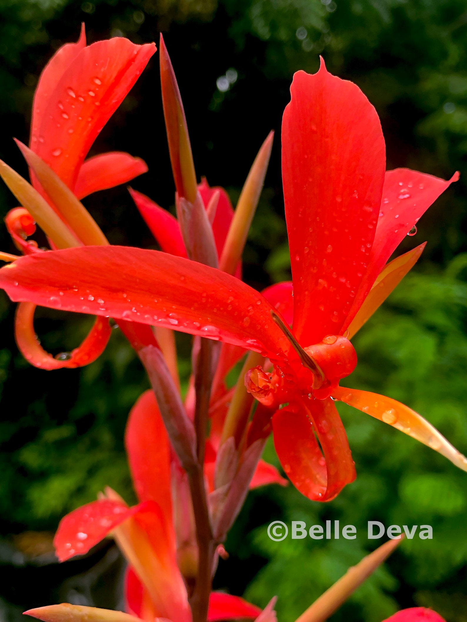 Rare Canna Lily Rhizome Bulb, Bird of Paradise, Live Plant - Etsy