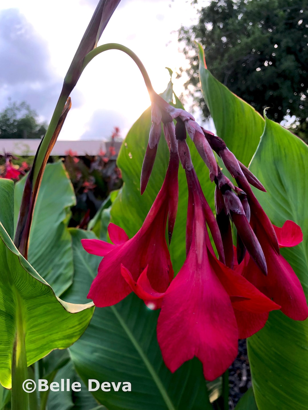 Rare Canna Lily Rhizome Bulb, Ehemanii, Live Plant - Etsy