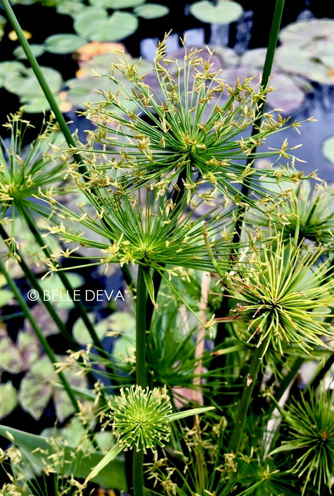 Dwarf Papyrus, Cyperus Haspan, Aquatic Plant - Etsy