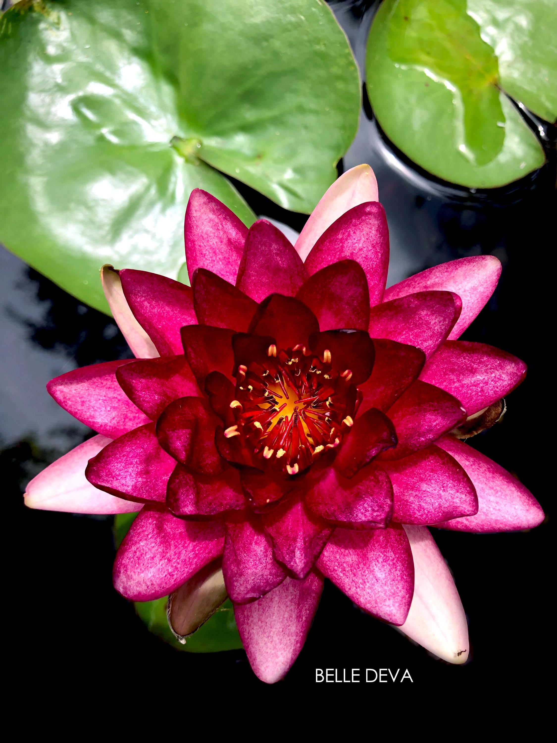 Almost Black, Hardy Water Lily Tuber, Live Plant - Etsy