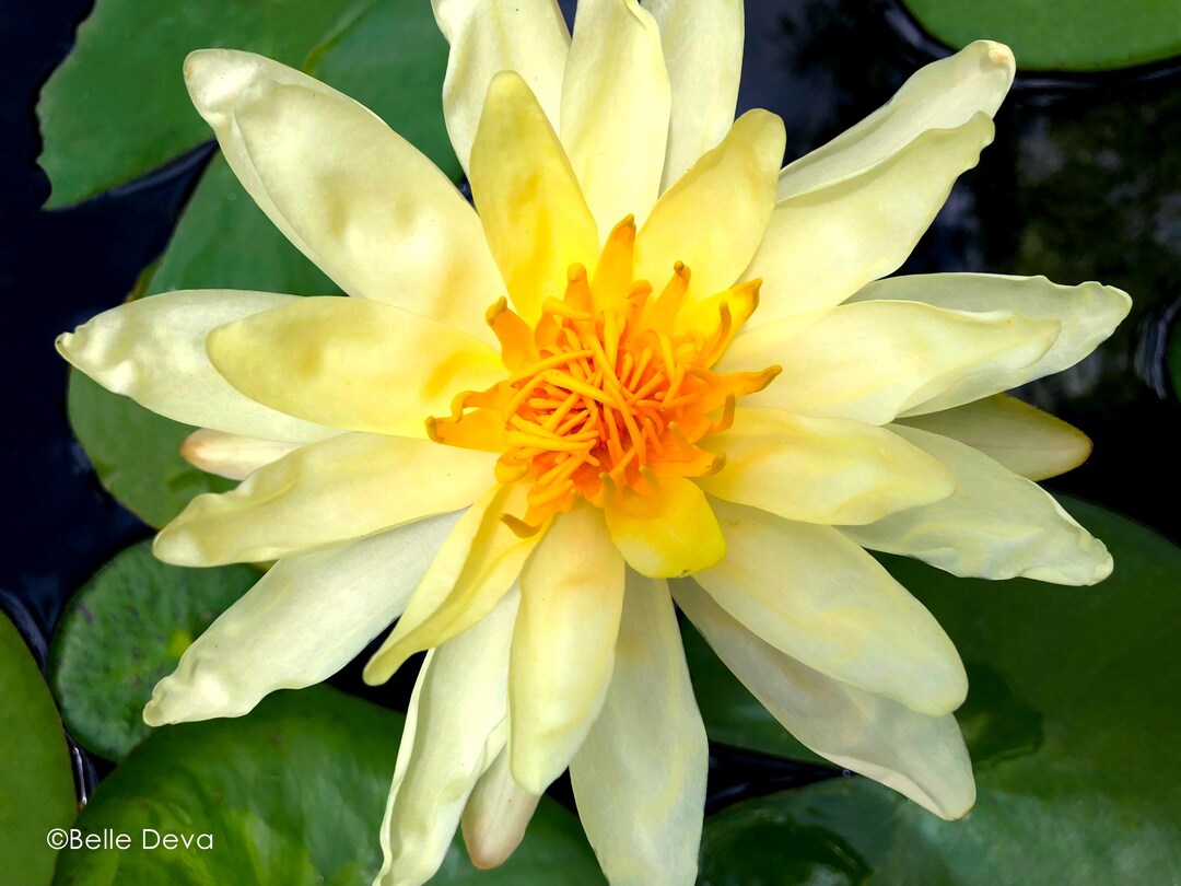 Yellow Hardy Water Lily, Nymphaea Charlene Strawn, Water Lily Tuber ...