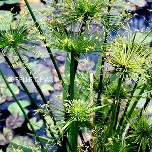 Dwarf Papyrus, Cyperus Haspan, Aquatic Plant - Etsy