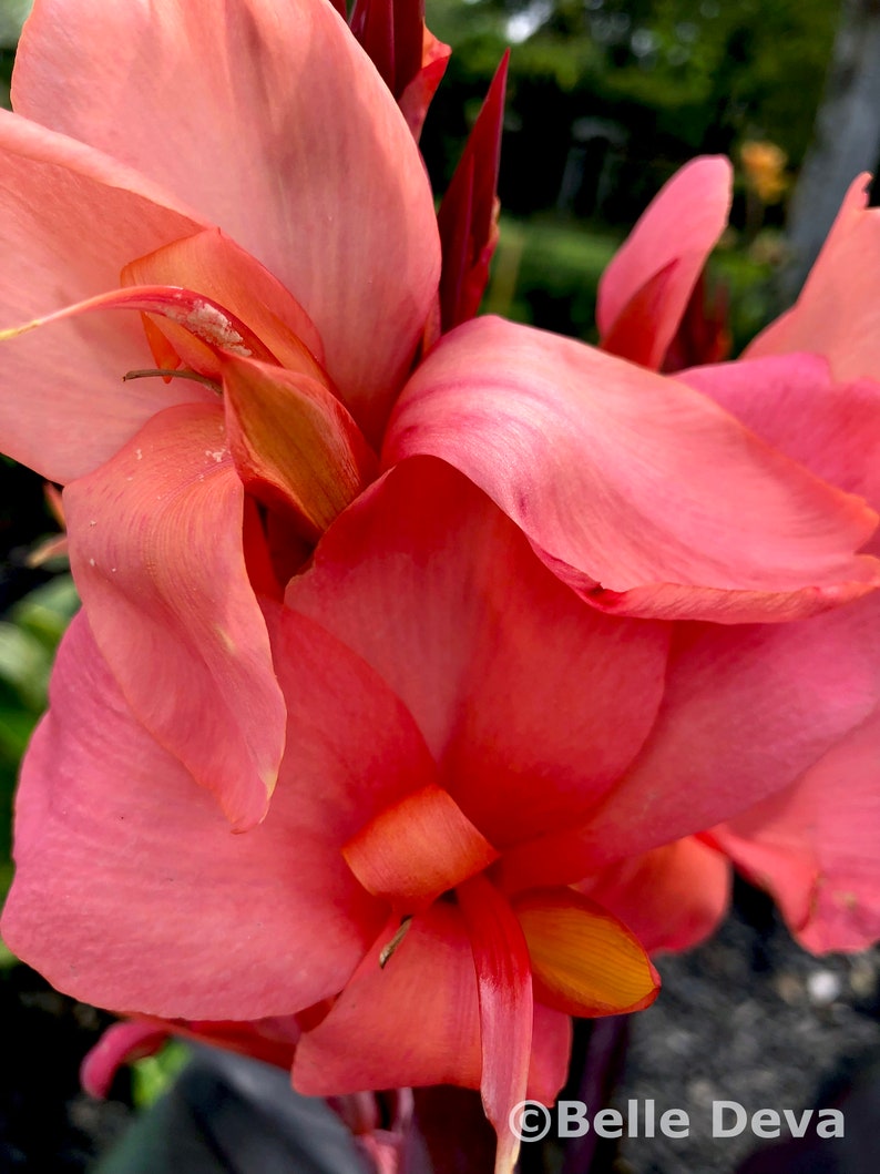 Rare Canna Lily Rhizome Bulb, Aurora, Live Plant - Etsy