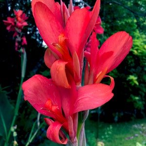 Rare Canna Lily Rhizome Bulb, Pink & Salmon Compacta, Live Plant - Etsy