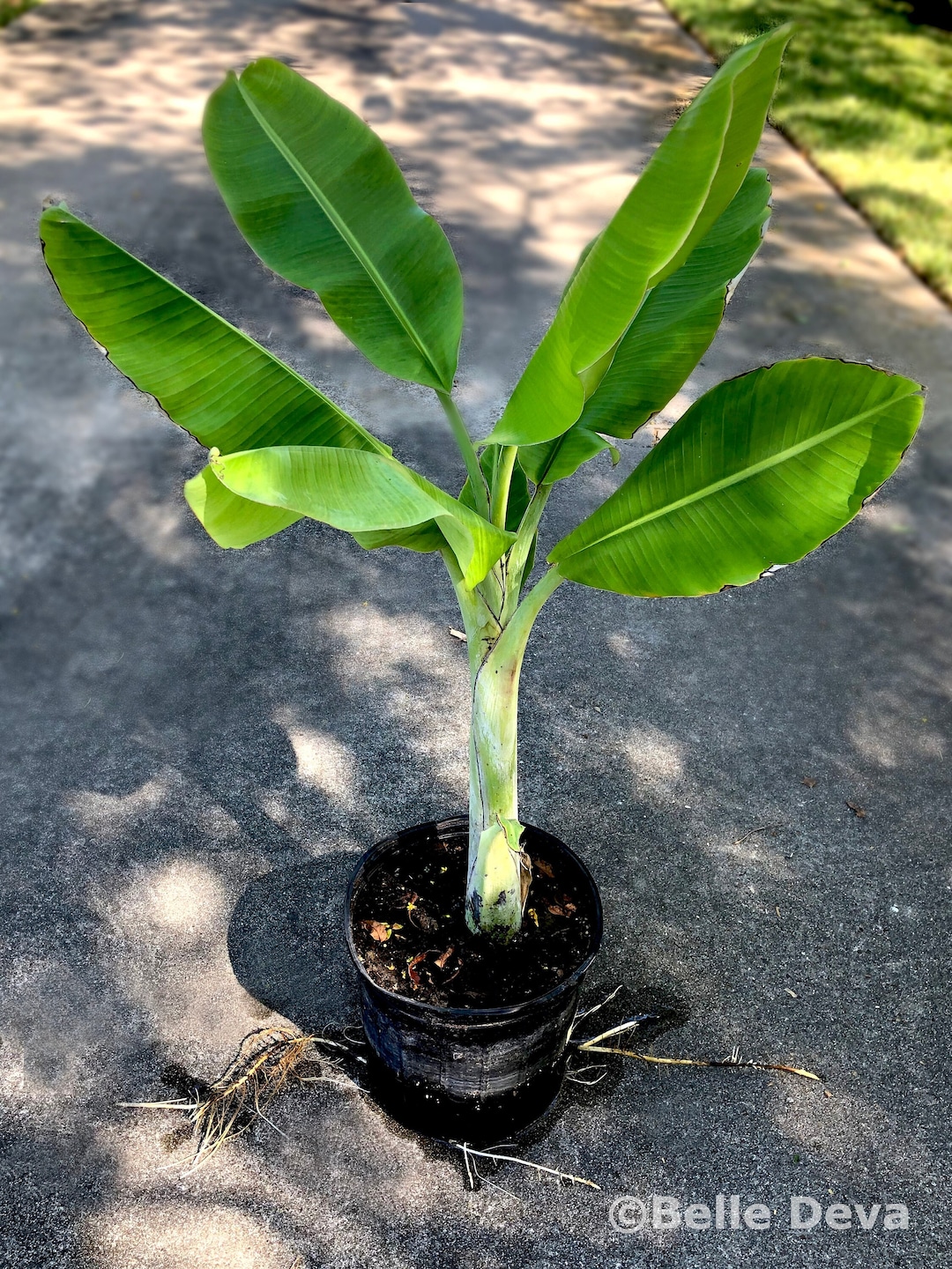 Musa Manzano, Cold Hardy Banana Tree, Live Plant, Fruit Tree - Etsy