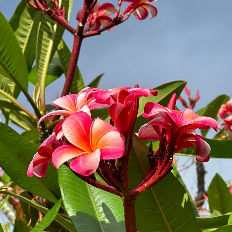 Plumeria Seeds Hawaiian - Etsy