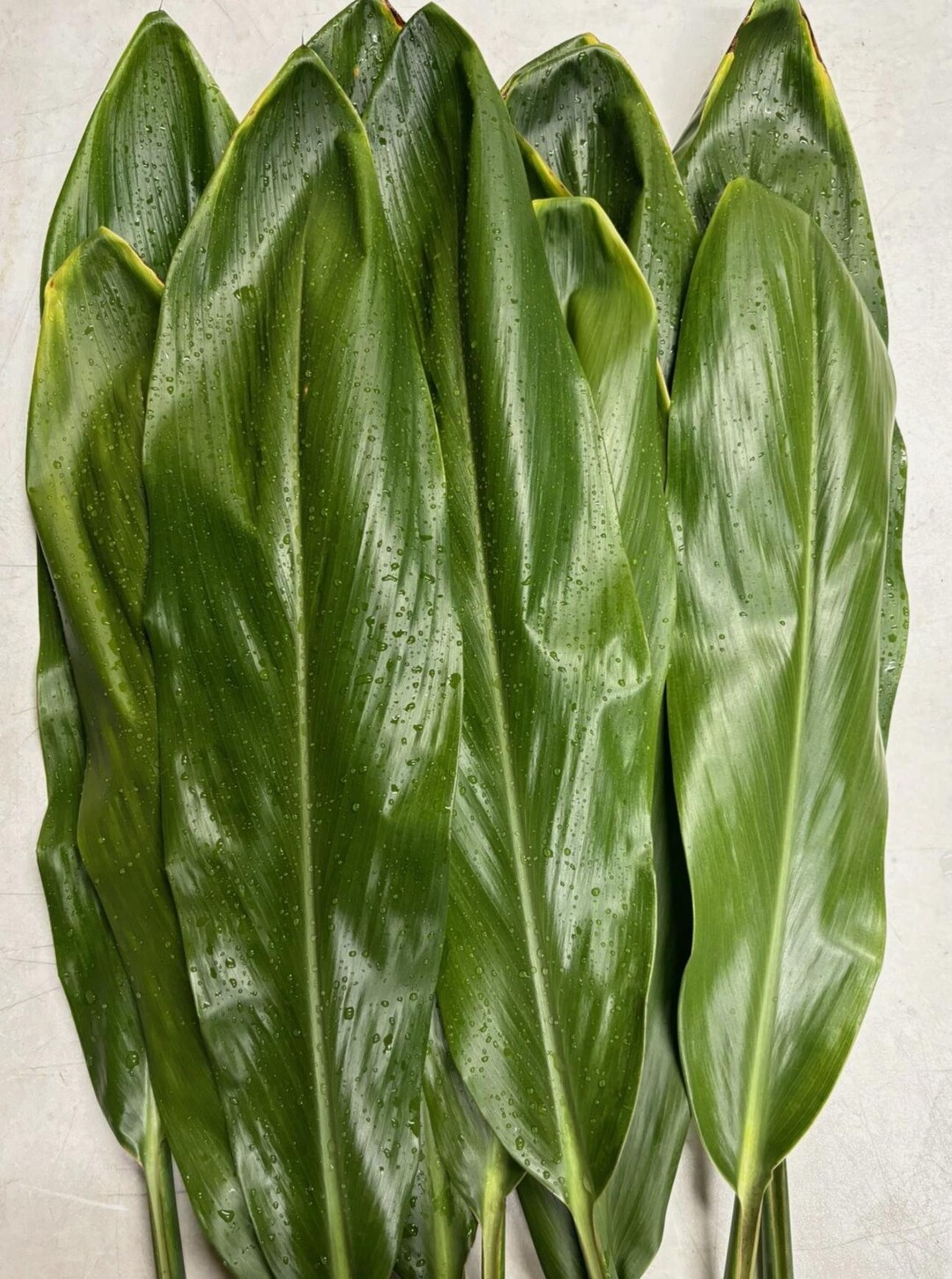 Fresh Hawaiian Green Ti Leaves With Stem 10 Count Bundle - Etsy