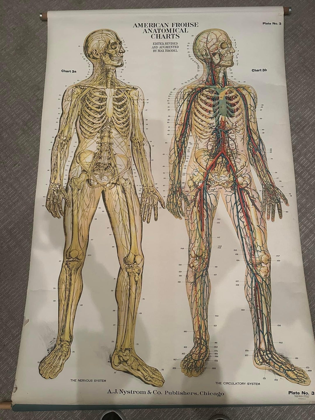 1918 Frohse Anatomical Chart - Etsy