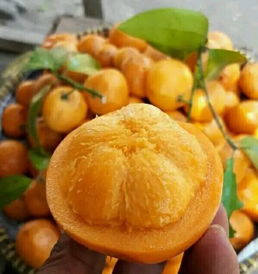 Grafted Dwarf Mundu Fruit Tree Quickly to Fruit Bear - Etsy