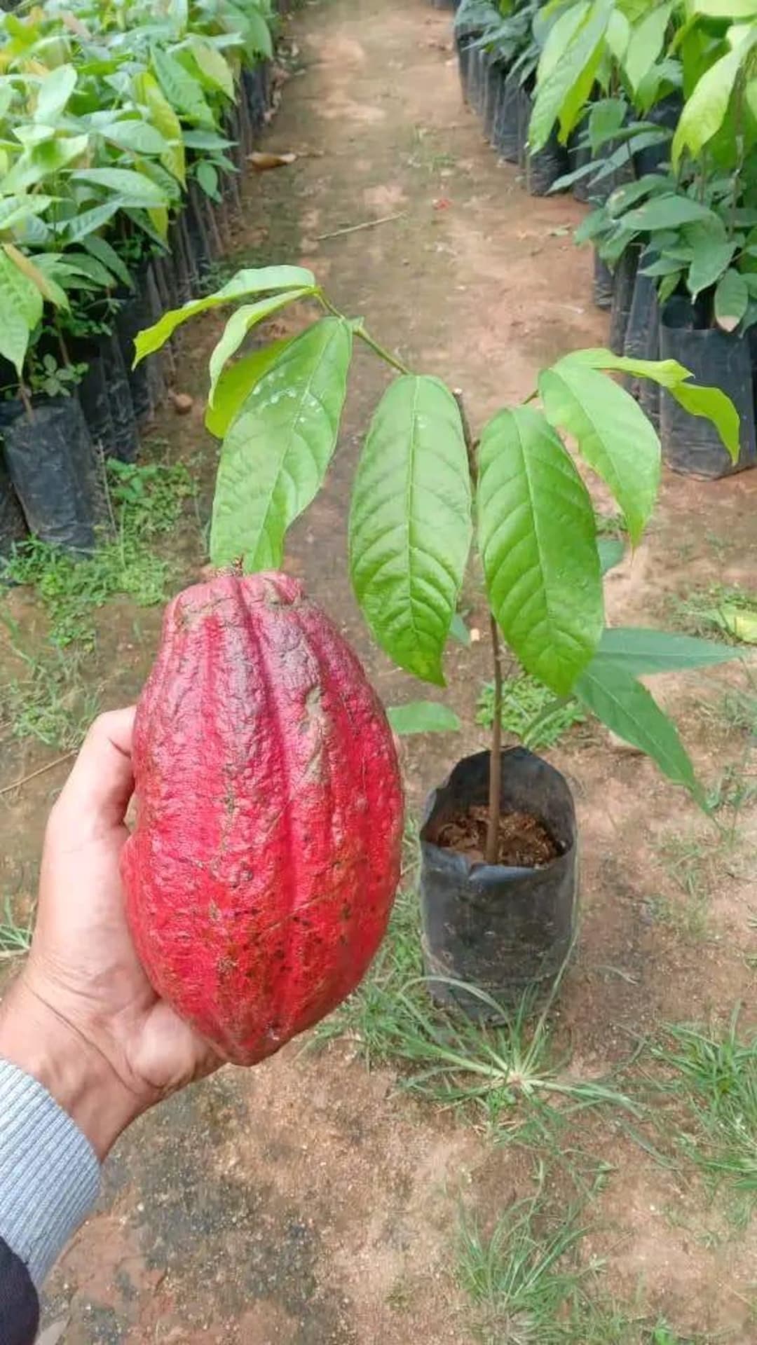 Grafted Dwarf Theobroma Red Cacao Fruit Tree - Etsy
