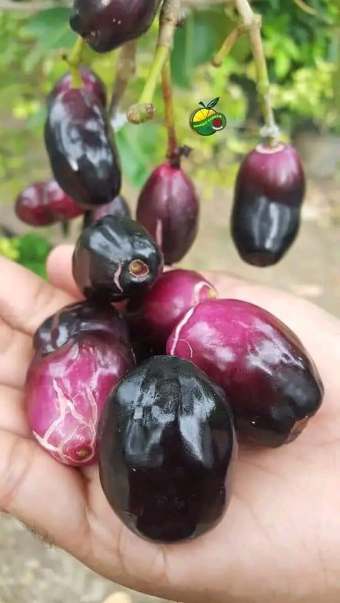 Grafted Dwarf Gentong Java Plum Fruit Tree Quickly to Fruit Bear - Etsy