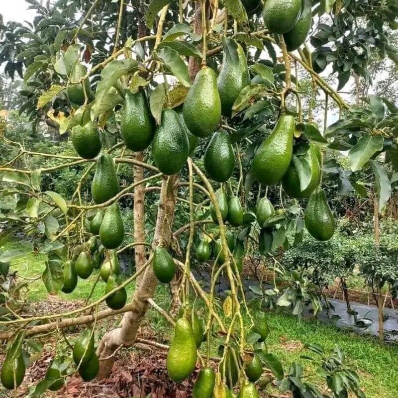 Dwarf Avocado Tree - Etsy