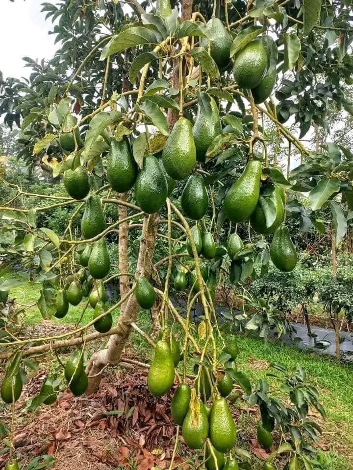 Grafted Dwarf Avozilla Avocado Fruit Tree, Quickly to Fruit Bear - Etsy UK