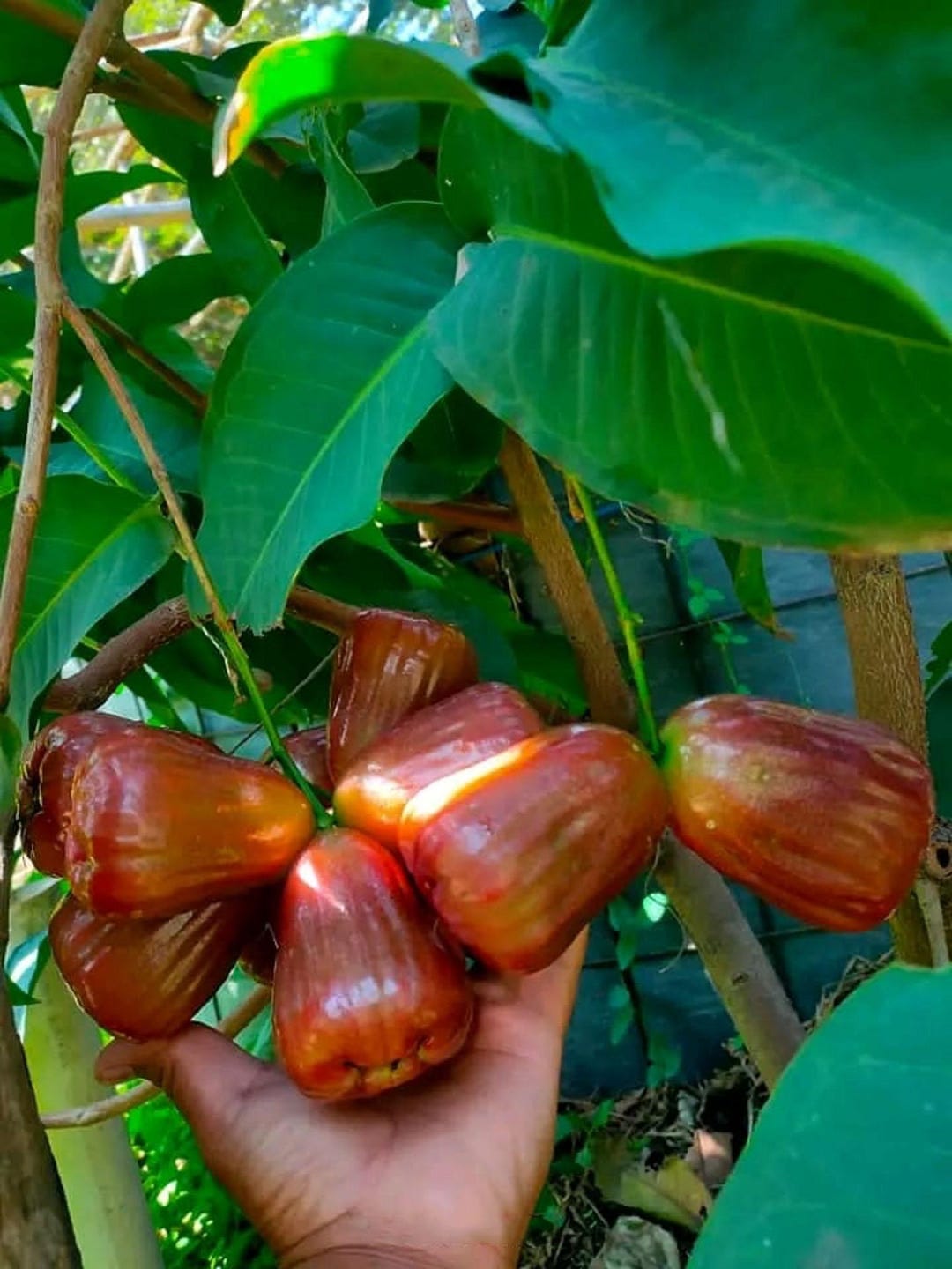 Grafted Dwarf Jambu Air Manasikana Fruit Tree Free Phytosanitary ...