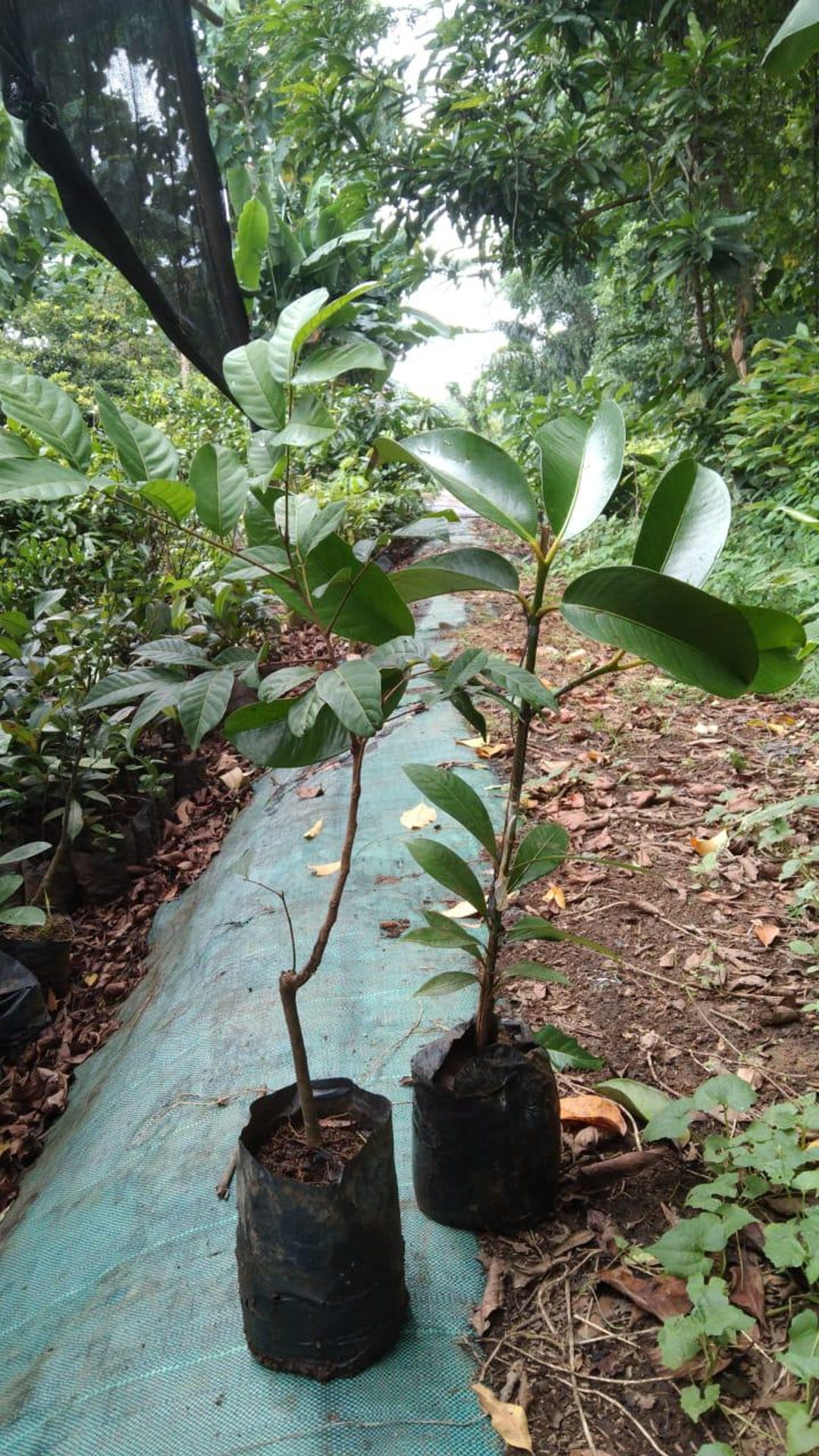 Custom Order! Grafted Dwarf Mangosteen Super and Rambutan Binjai Fruit ...