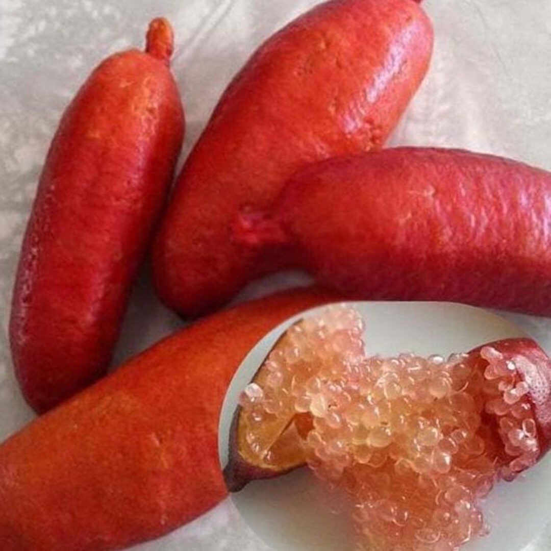 Grafted Dwarf Red Finger Lime Fruit Tree Free Phytosanitary Certificate ...