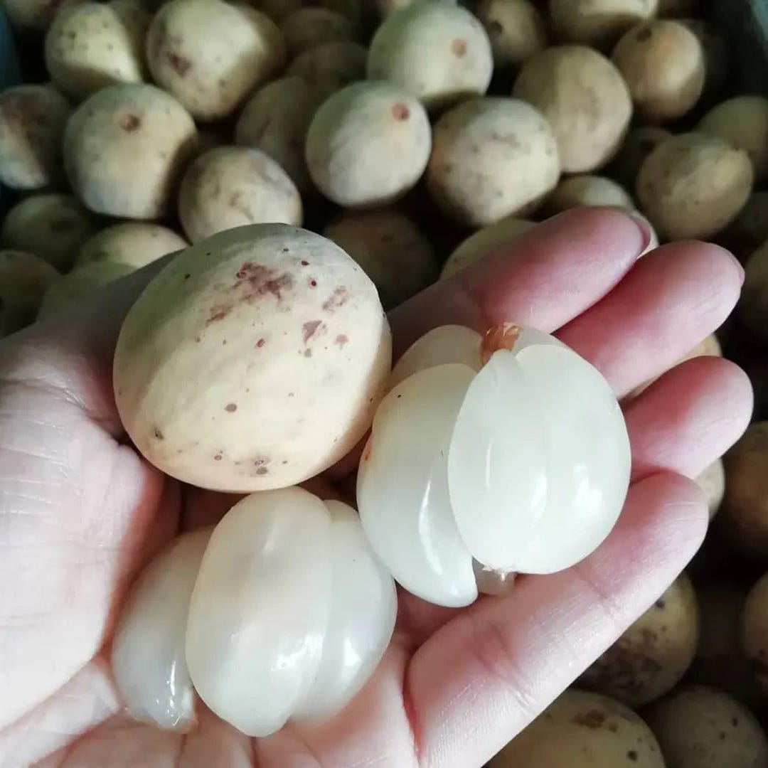 Grafted Dwarf Langsat Dukong Seedles Fruit Tree - Etsy UK