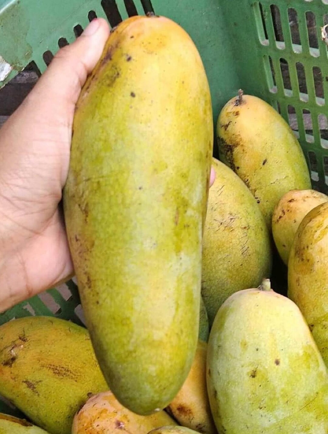 Grafted Dwarf Cedar Bay Mango Fruit Tree Quickly to Fruit Bear - Etsy ...