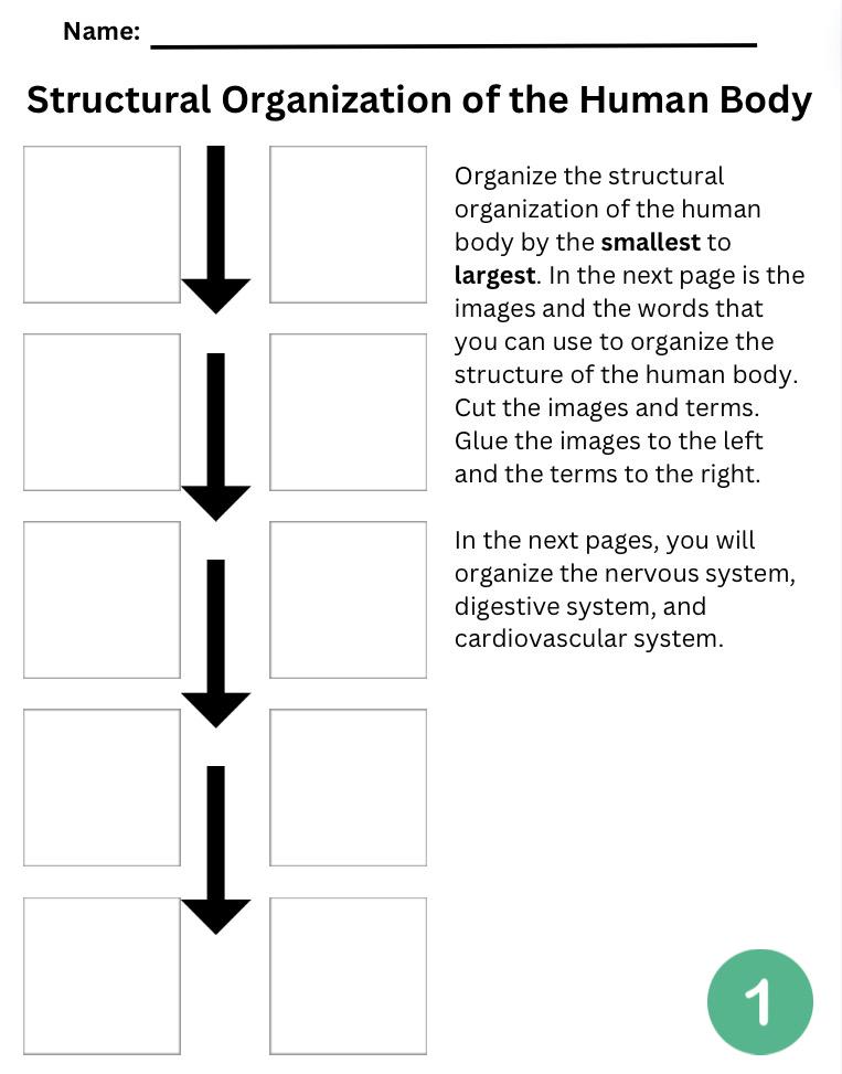Structural Organization of the Human Body Worksheet 3 Examples and ...