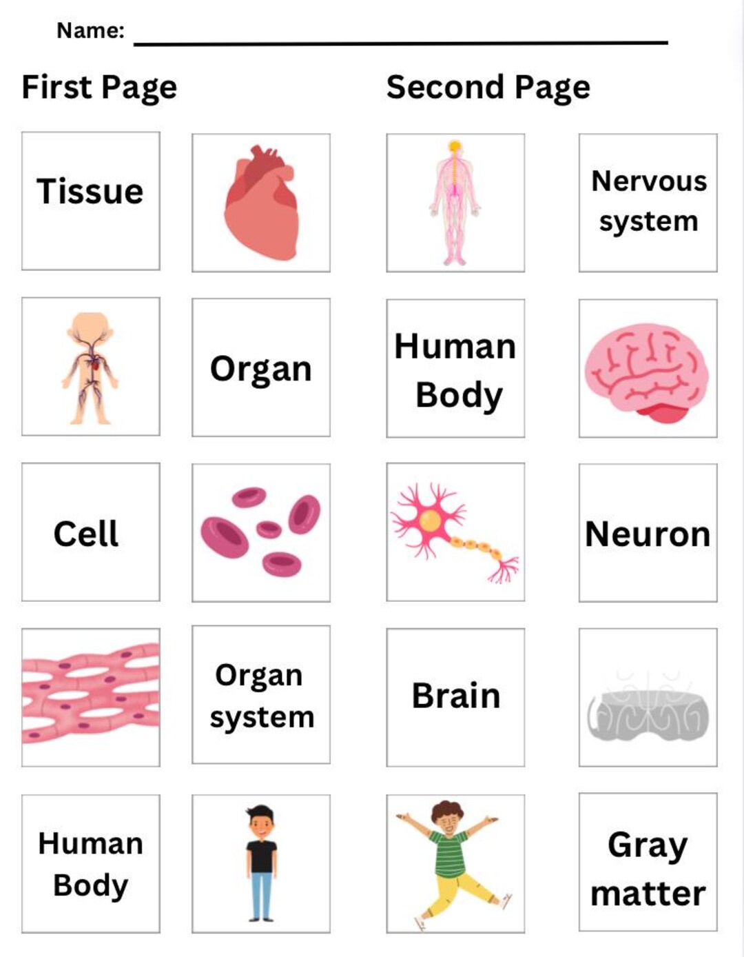 Structural Organization of the Human Body Worksheet 3 Examples and ...