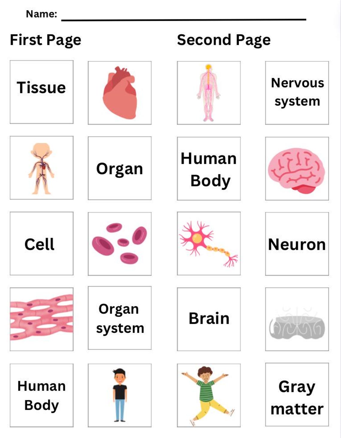 Structural Organization of the Human Body Worksheet 3 Examples and ...