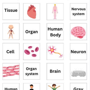 Structural Organization of the Human Body Worksheet 3 Examples and ...