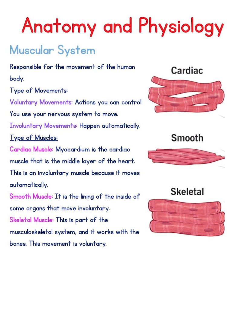 Medical Assistant Book, CMA, MA Notes, Study Guide PDF - Etsy