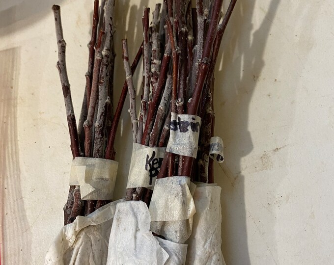 Apple Scionwood for Grafting Your Own Tree. - Etsy