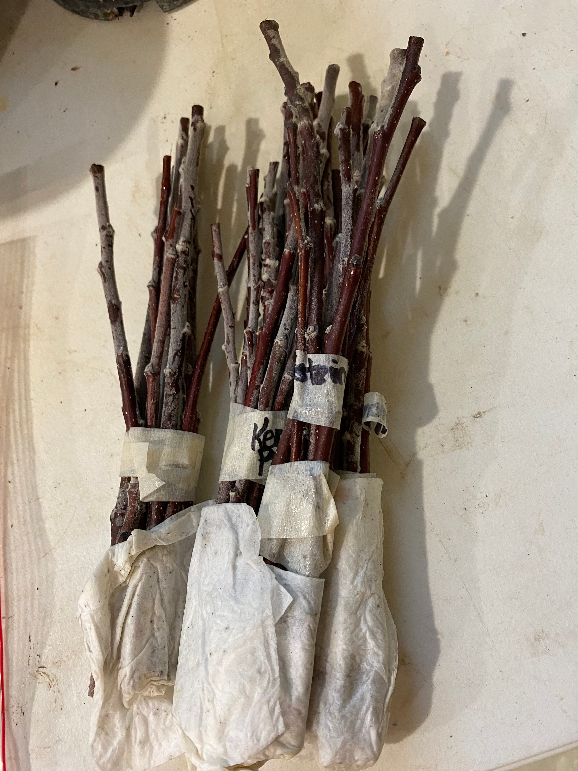 Apple Scionwood for Grafting Your Own Tree. - Etsy