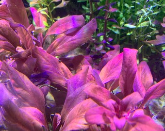 Rare Samolus Parviflorus Red - Etsy