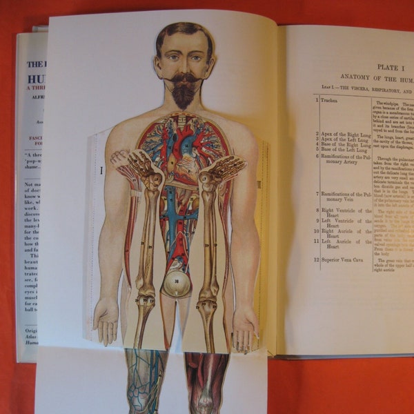 Human Body Book - Etsy