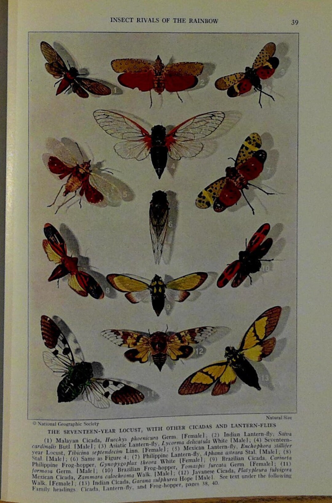 Our Insect Friends and Foes and Spiders: A Series of Fascinating ...