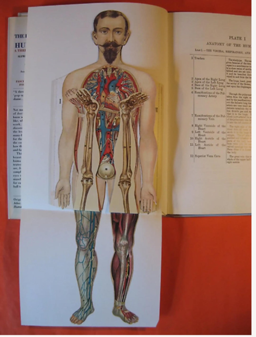 The Fold-out Book of the Human Body by Alfred Mason Amadon - Etsy