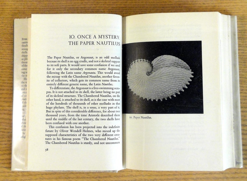 Seashell Parade: Fascinating Facts Pictures and Stories by - Etsy