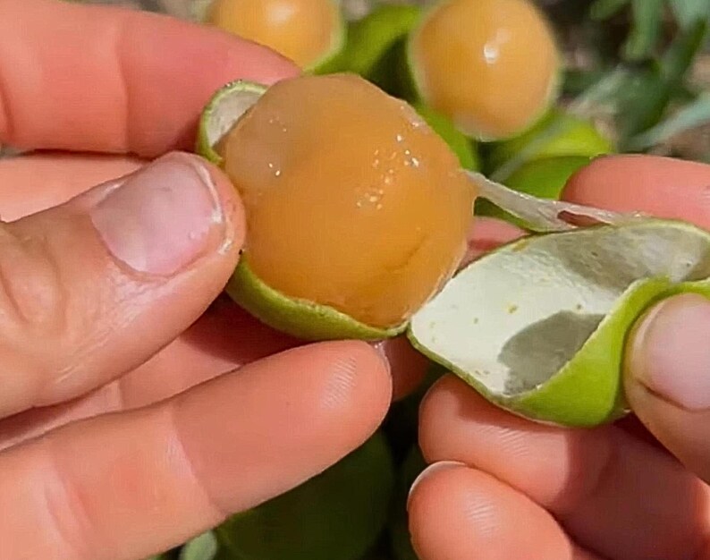 6'' to 15'' Spanish Lime Melicoccus Bijugatus Genip Quenepa Mamoncillo ...