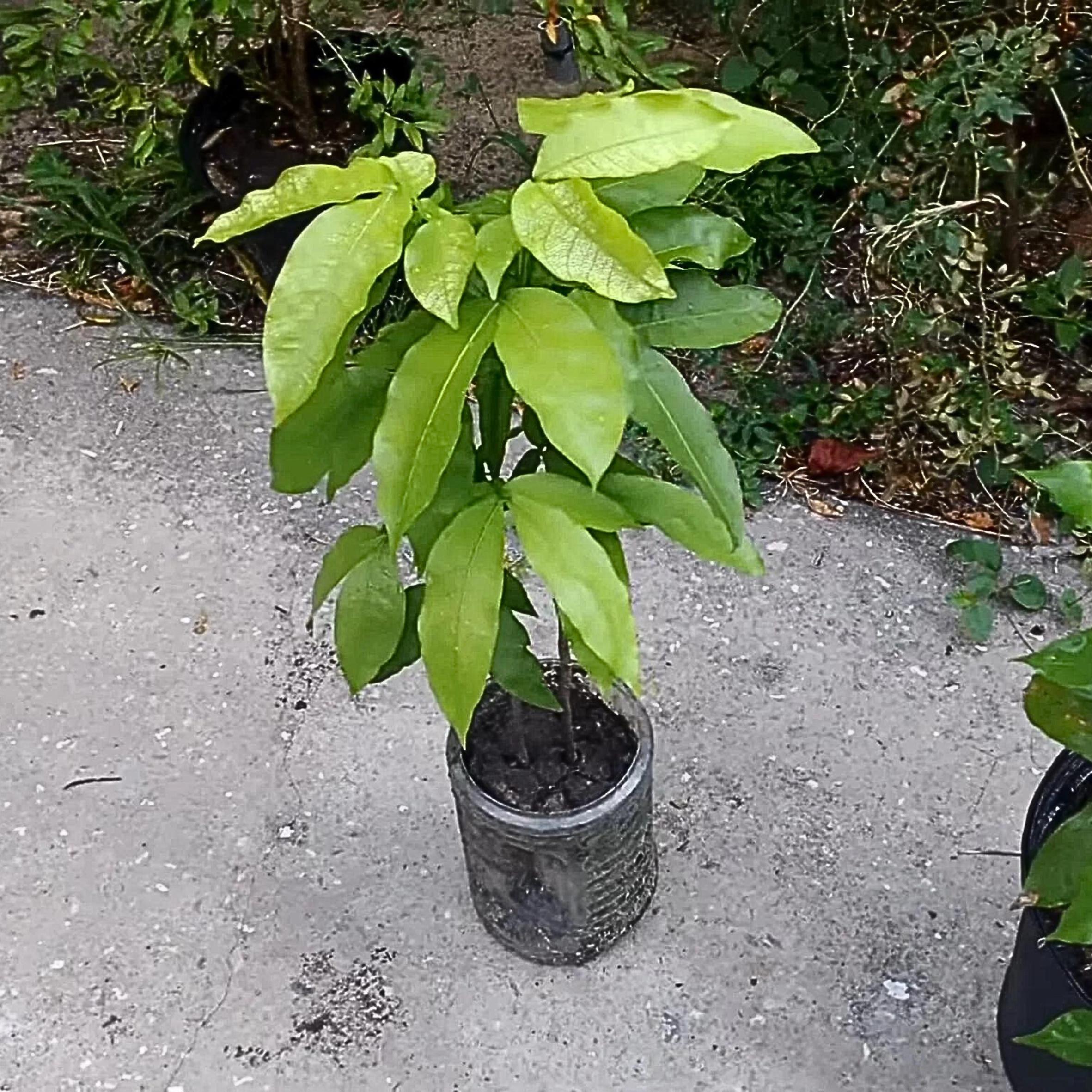 6'' to 15'' Spanish Lime Melicoccus Bijugatus Genip Quenepa Mamoncillo ...