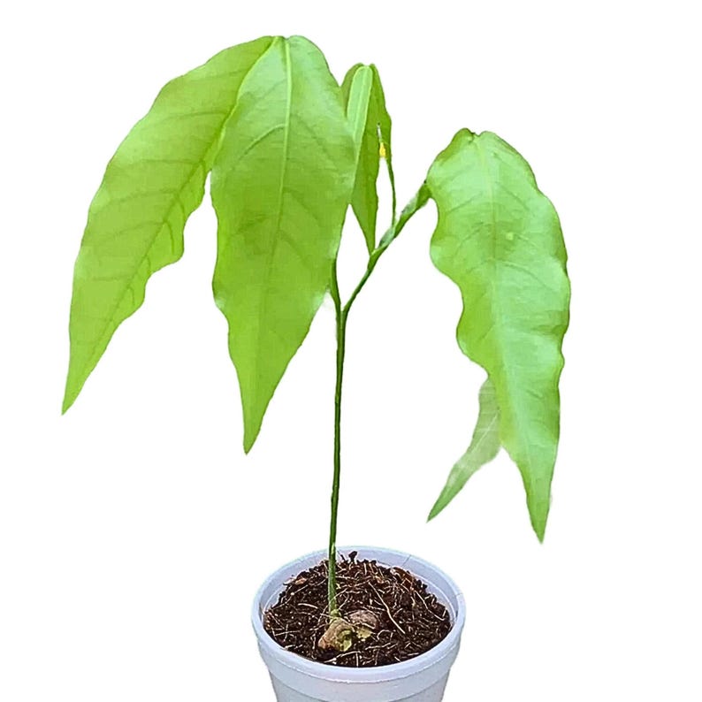 6'' to 15'' Spanish Lime Melicoccus Bijugatus Genip Quenepa Mamoncillo ...