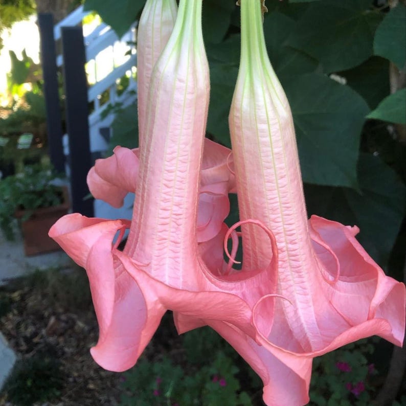 Brugmansia Angel Trumpet Live Plant, Tropical Perennial, Fragrant ...
