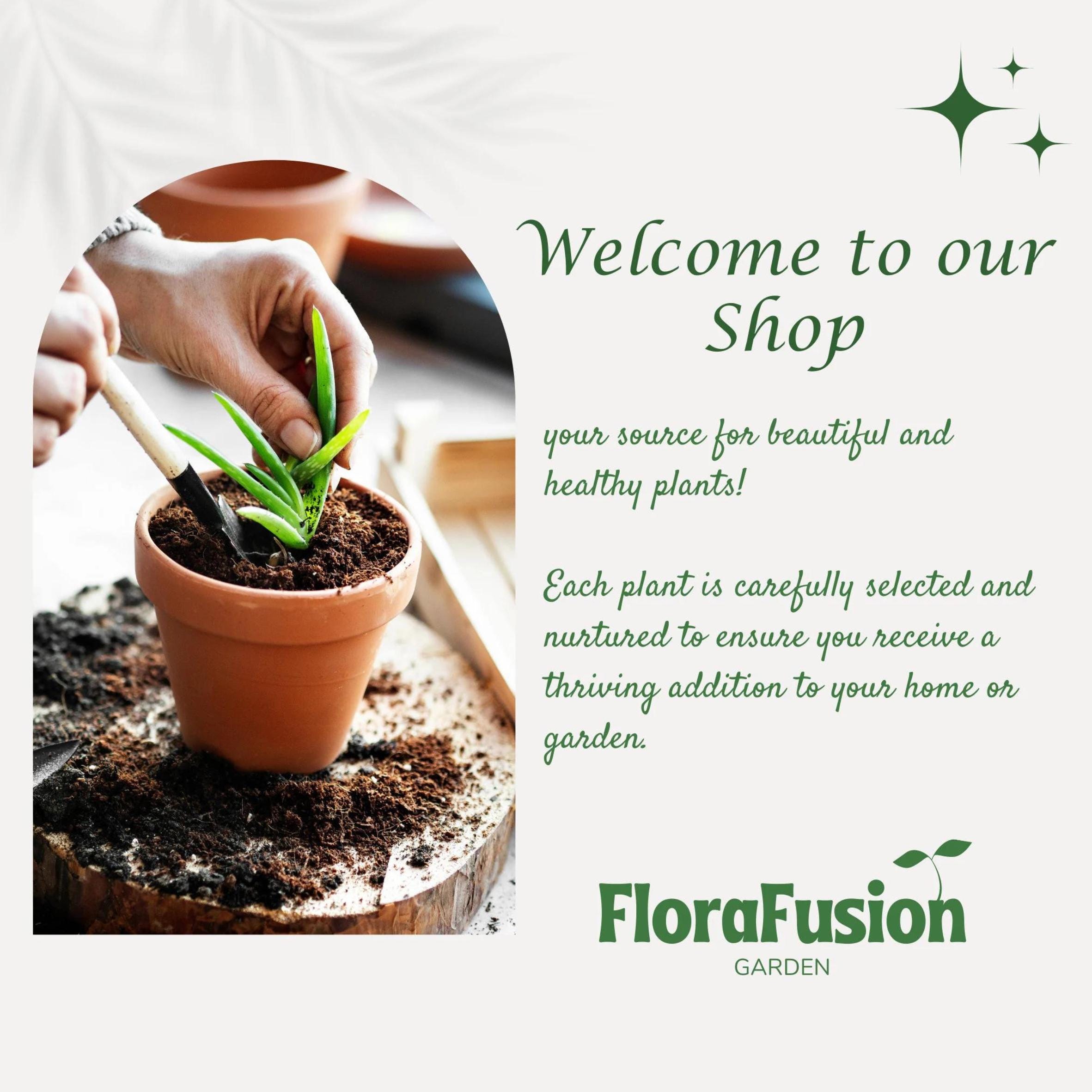 6'' to 15'' Spanish Lime Melicoccus Bijugatus Genip Quenepa Mamoncillo ...