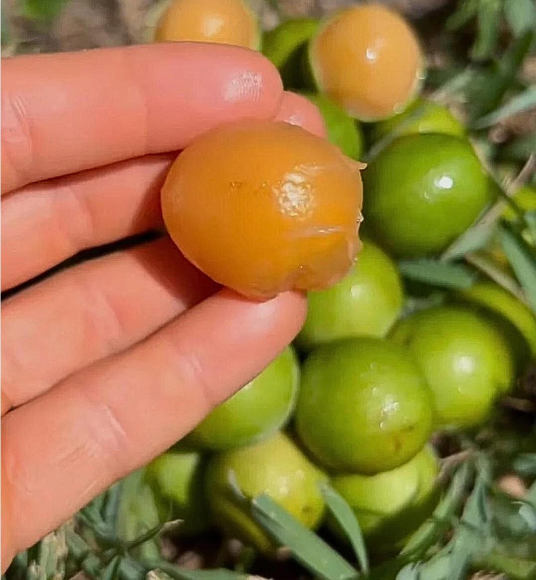 6'' to 15'' Spanish Lime Melicoccus Bijugatus Genip Quenepa Mamoncillo ...