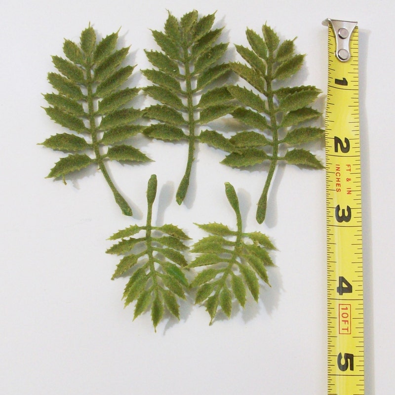 Miniature Ferns - Etsy