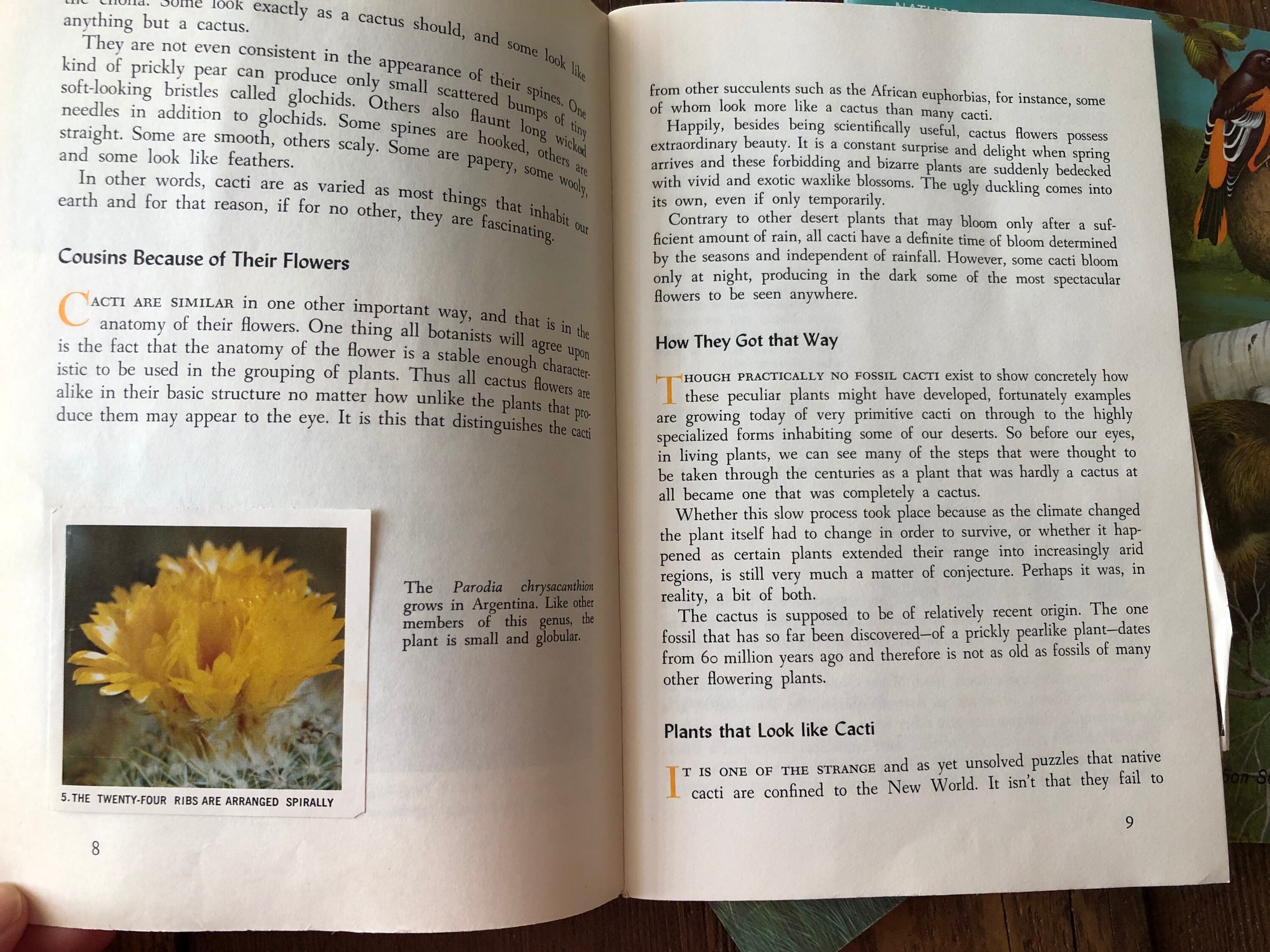 Vintage National Audubon Society Booklets - Tree & Insect Field Guide ...