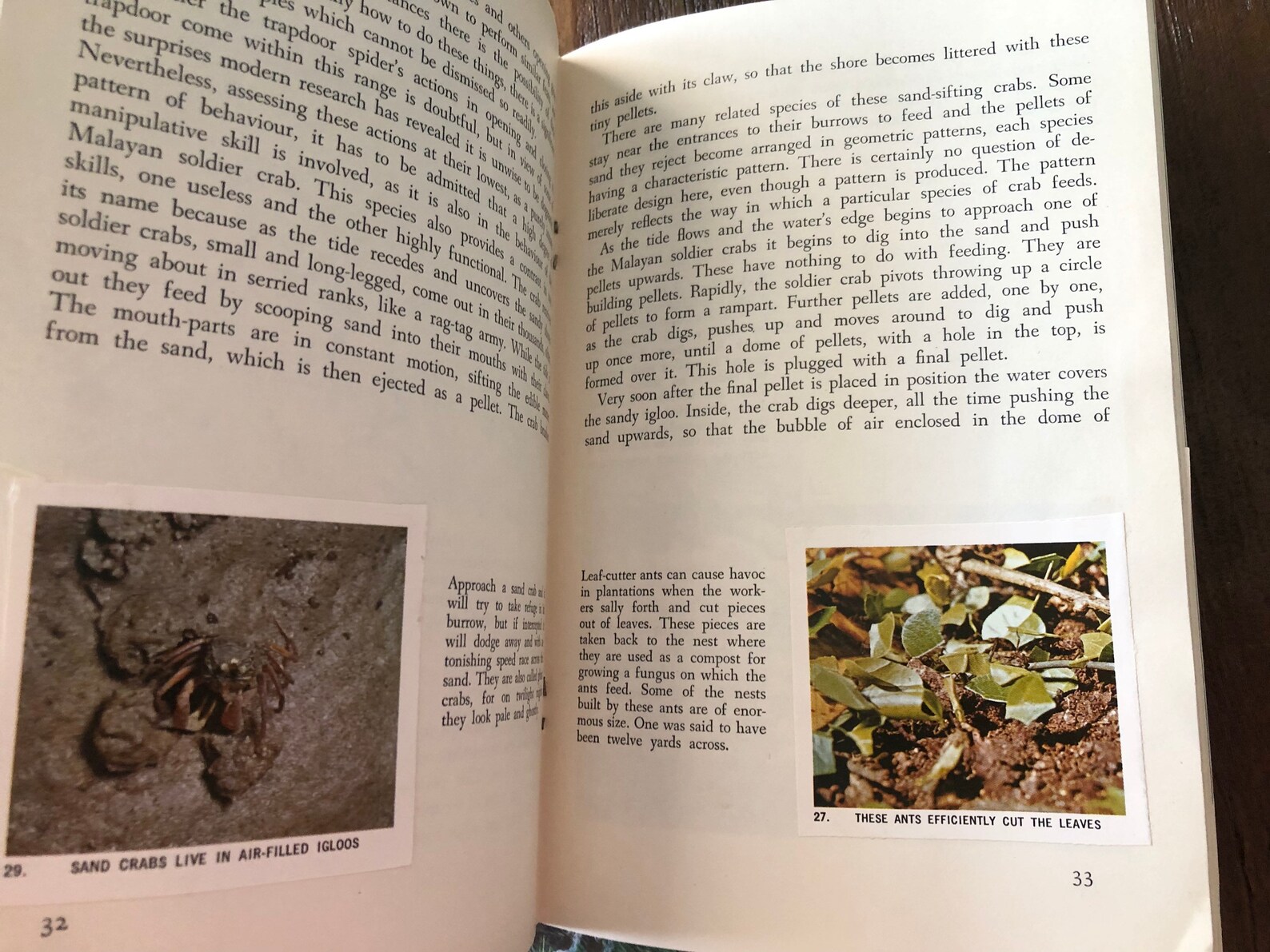 Vintage National Audubon Society Booklets - Tree & Insect Field Guide ...