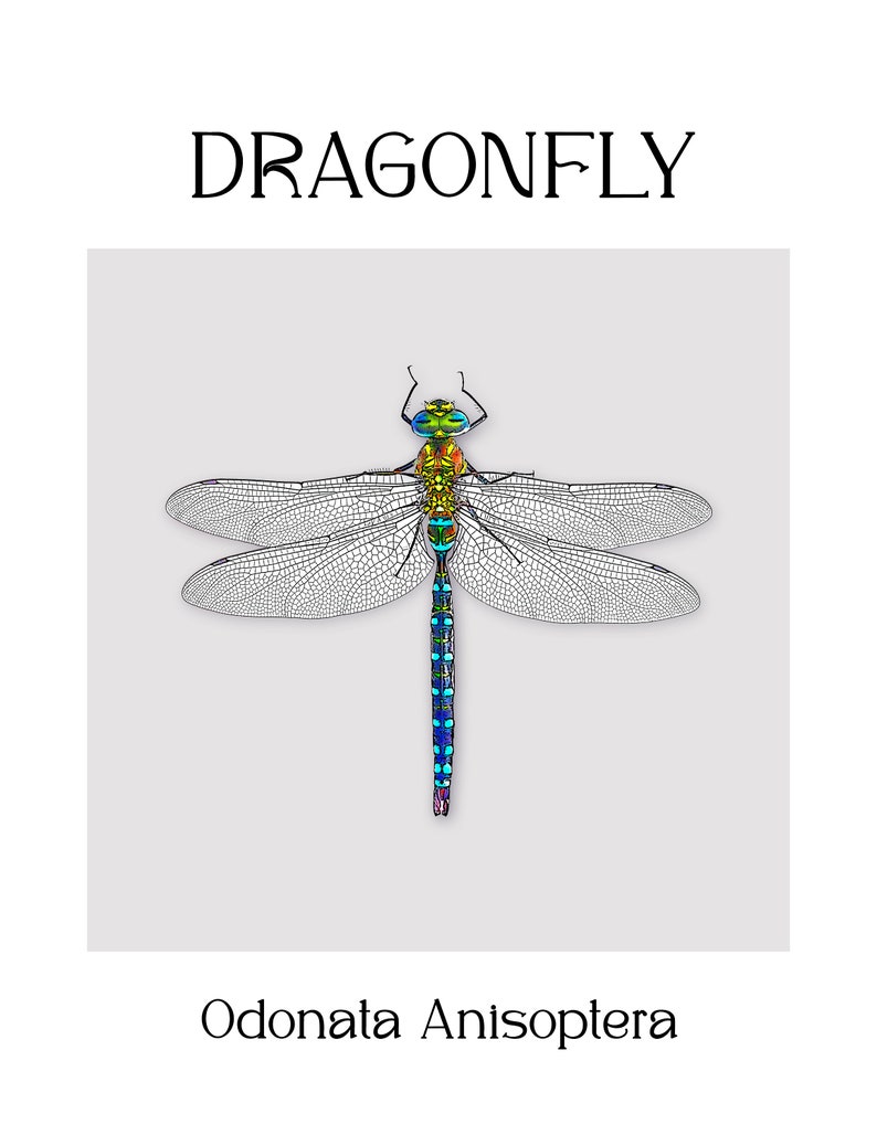 Printable Dragonfly Poster | Dragonfly Print | Dragonfly Art - Etsy
