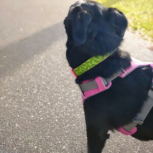 3 Dirty Dawgz Adjustable 1" Gingham Dill Pickles Dog Collars for Medium ...