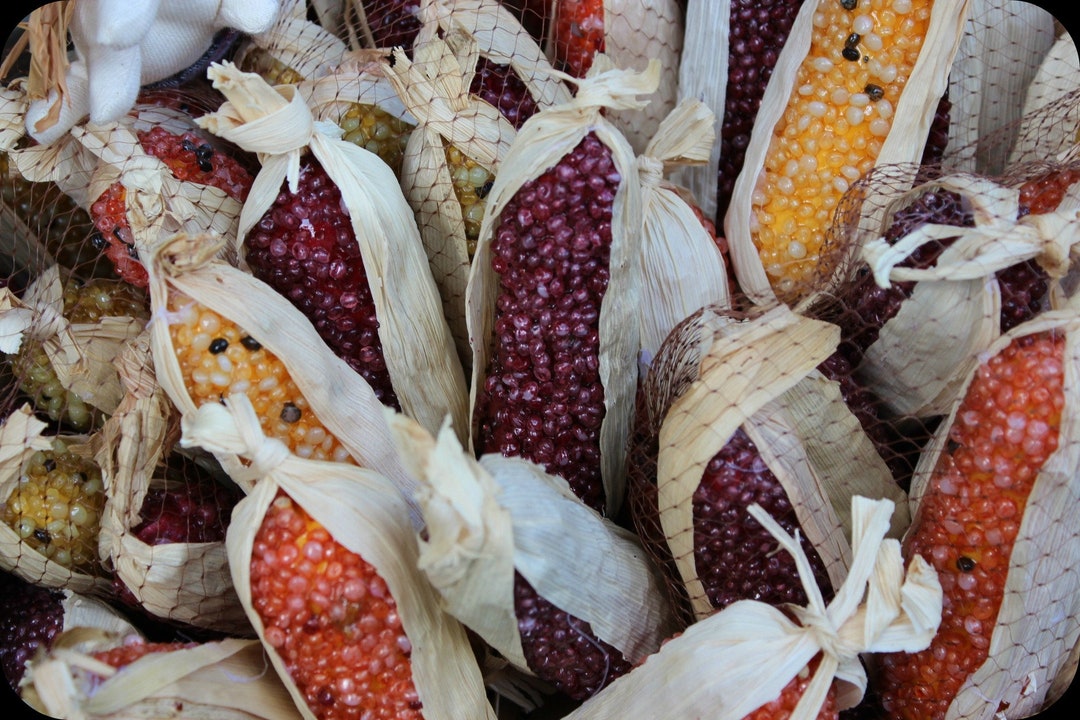 Almost Gone Indian Corn Artificial With Real Husks 5 Long Three Colors ...